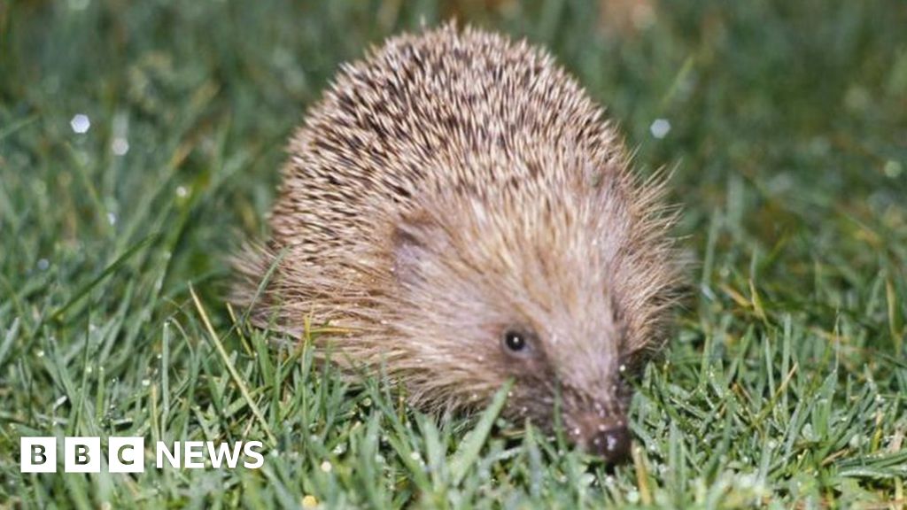 Hedgehog dies after being 'kicked like a football' in Sunderland - BBC News