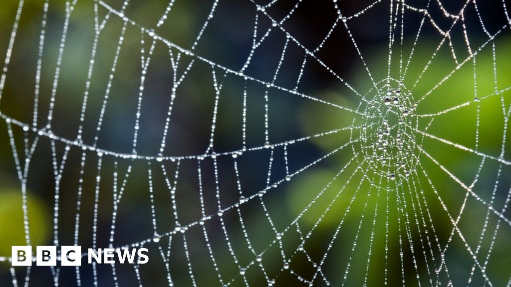 NI paper review: Trials, tariffs and 'Paddy' long legs - BBC News