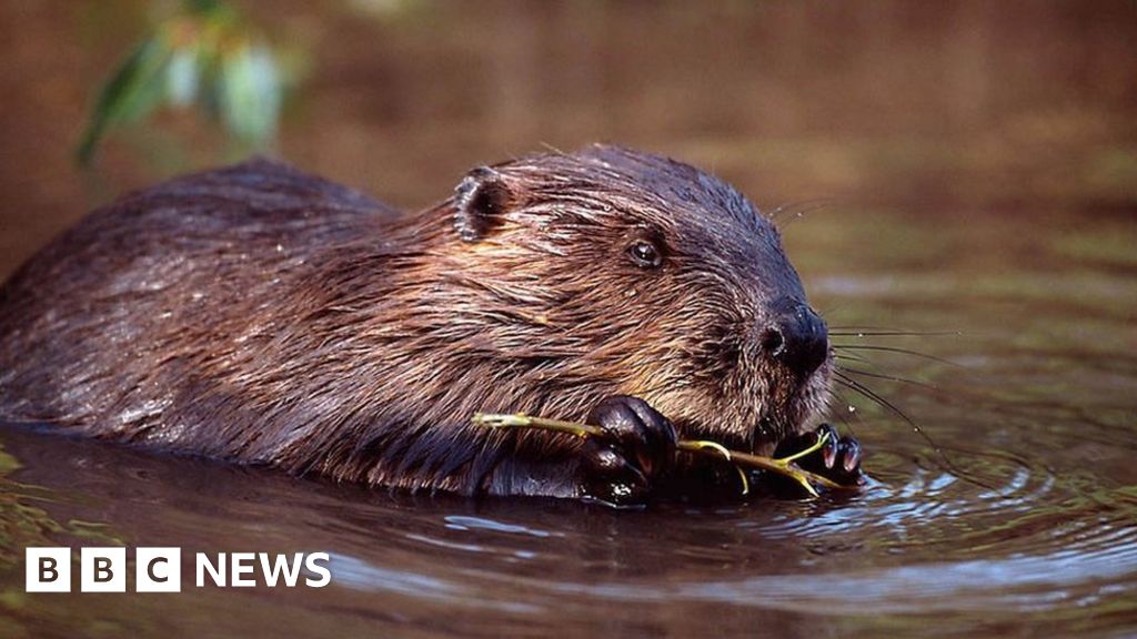 Delay on beaver reintroduction decision 'risks welfare' - BBC News