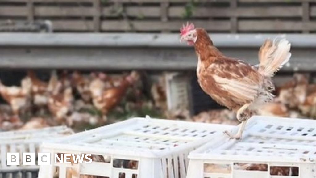 Why did the chicken close the road?