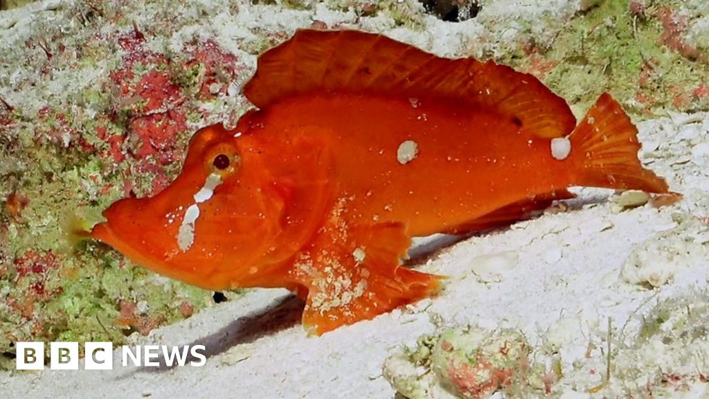 Great Barrier Reef: Uncovering the secrets of Australia's deep waters ...