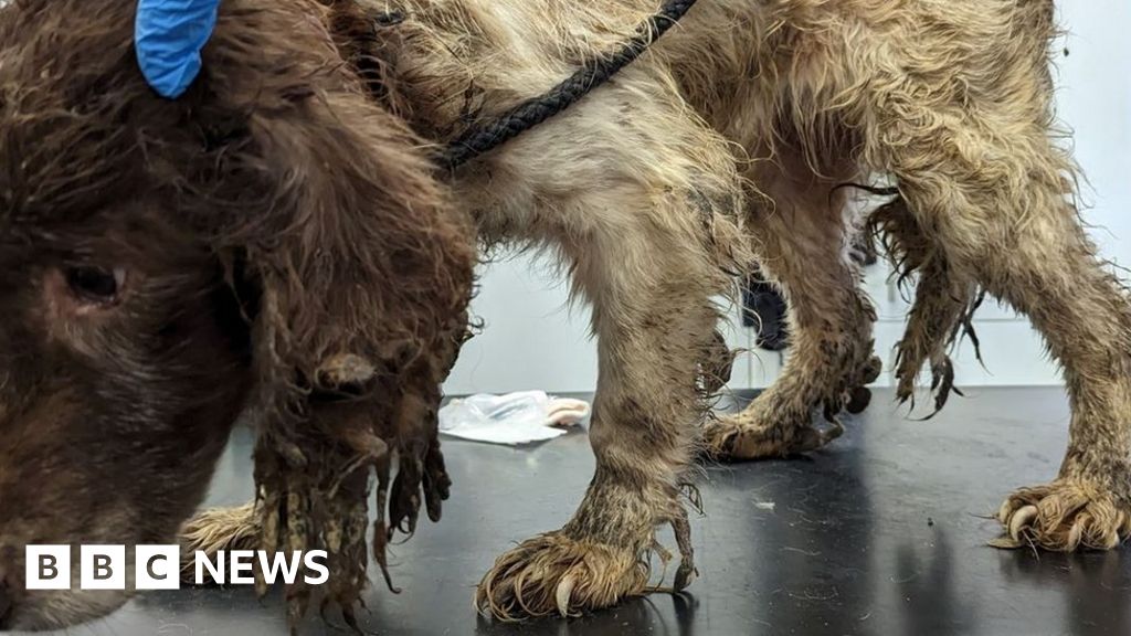 Somerset woman banned from owning dogs after neglect