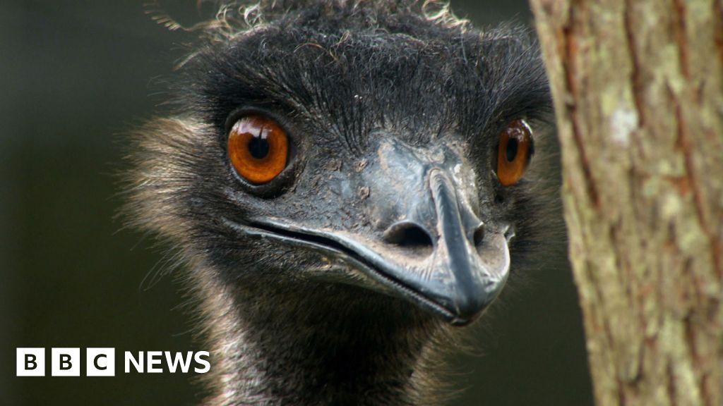 Emu on the loose after Ecclefechan care home escape