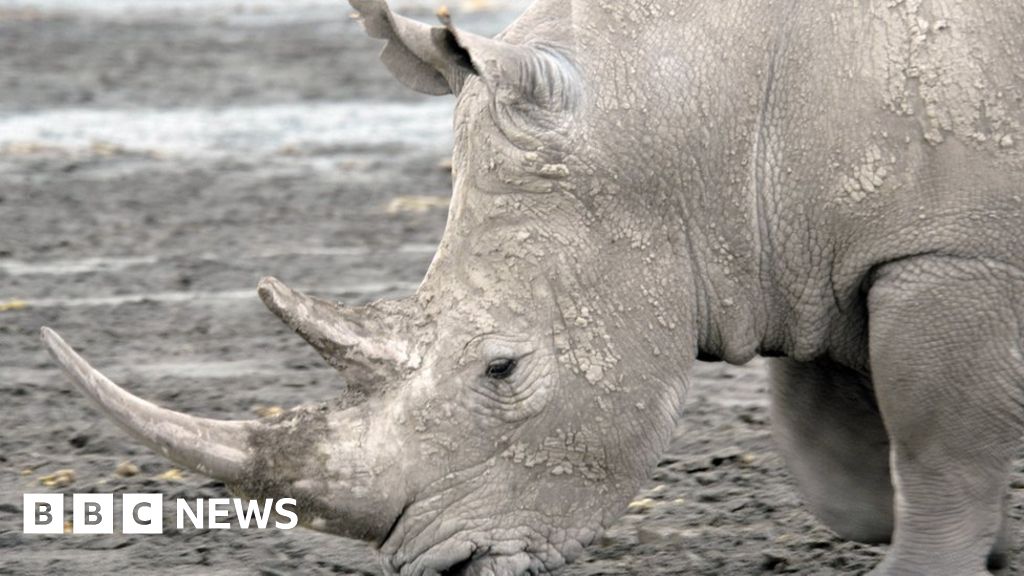 Four views: How can we save the rhino from poachers? - BBC News