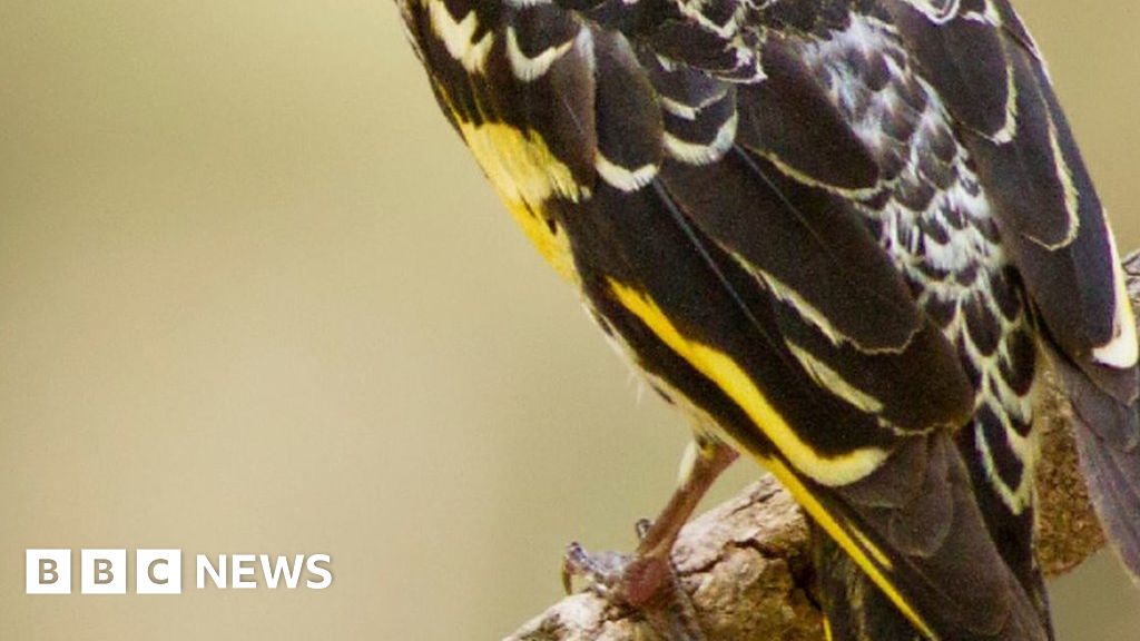 The Australian songbird that’s 'forgotten its song' - BBC News