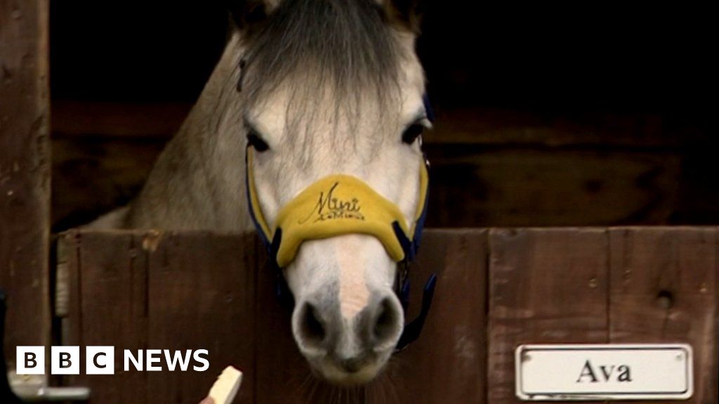 Northumberland horse rescue centre's fears over future - BBC News