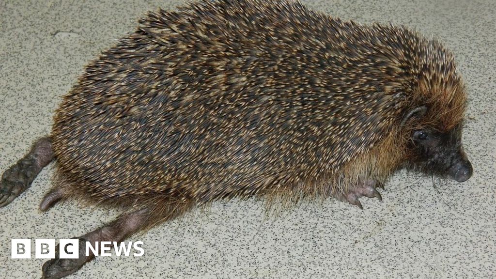 Hedgehog put down after being shot by air gun - BBC News