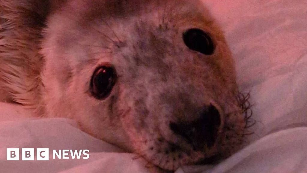 Seal pup rescued after being washed ashore in the Channel Islands - BBC ...