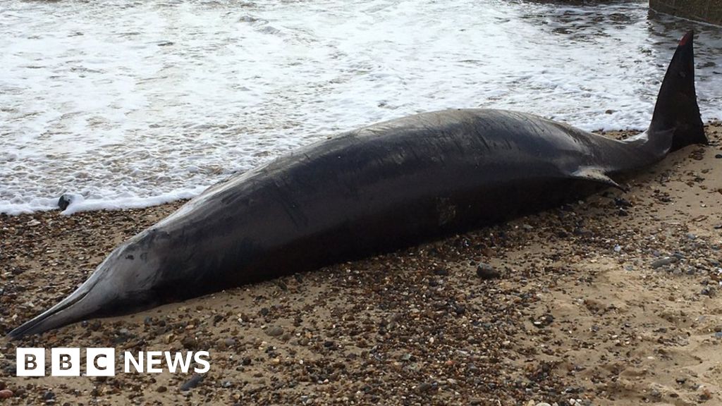 Sowerby's beaked whale washed up on Lowestoft beach - BBC News