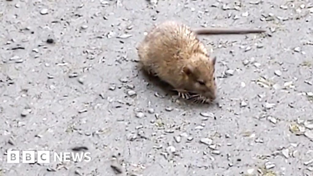 Coronavirus: Are you seeing more rats in lockdown?