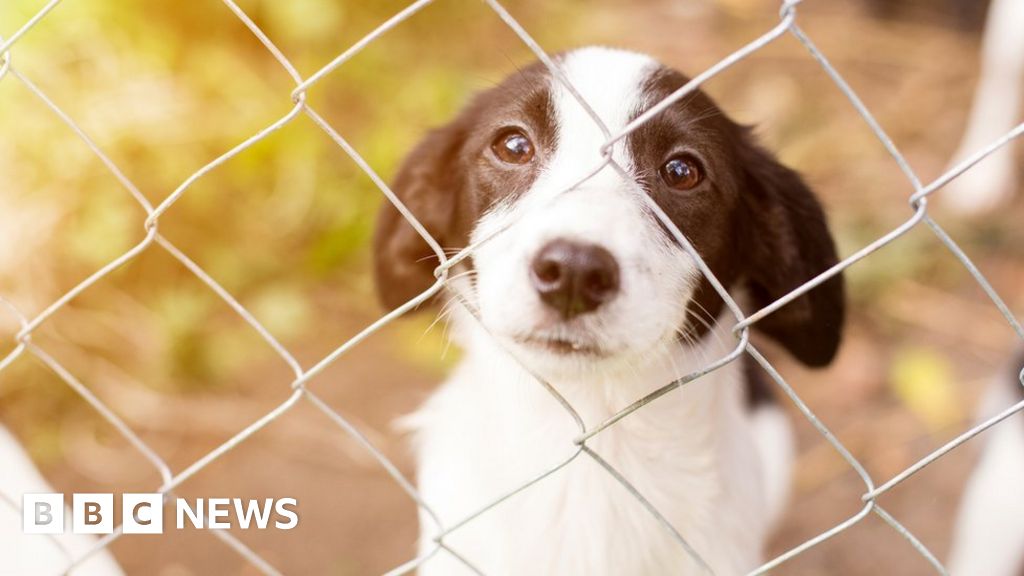 Assisi: No more dogs as animal charity tackles noise complaint