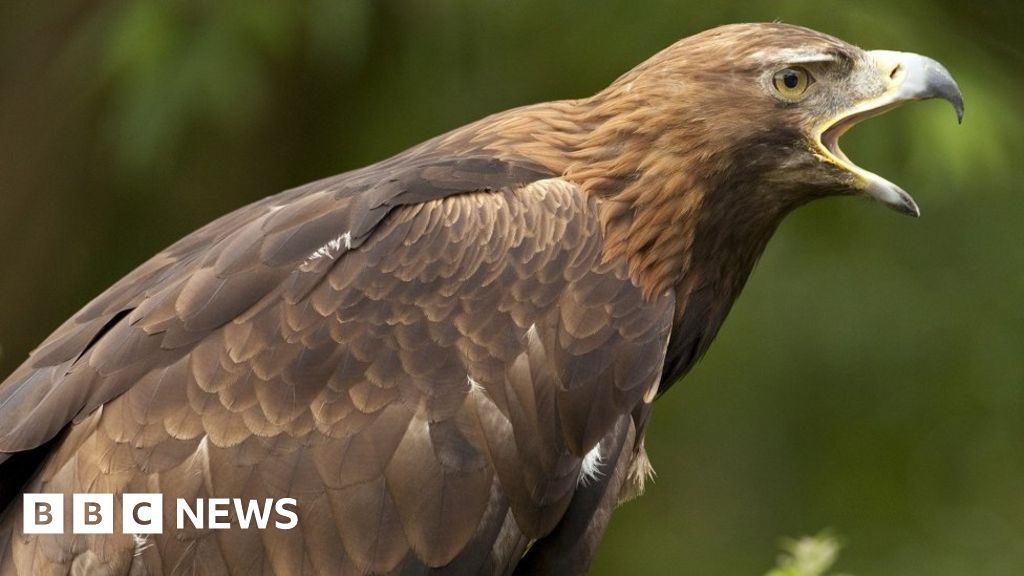 Review says estates should be given ultimatum over raptor persecution