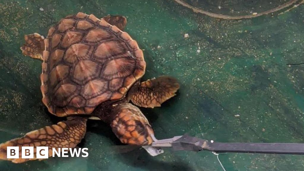 Rescued loggerhead turtles are on the mend - BBC News