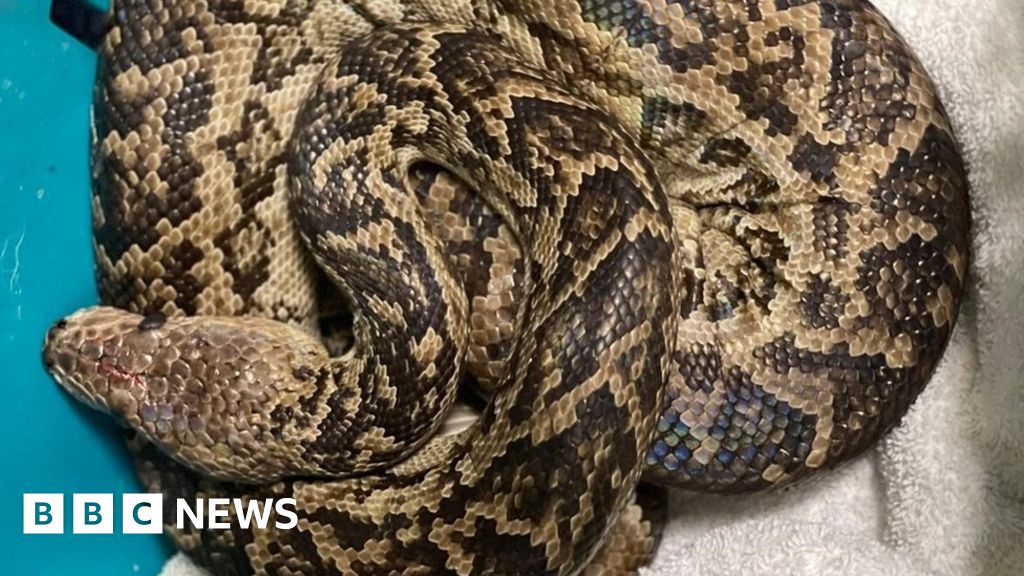 Granborough snake find: Five-foot python safe and warm - BBC News
