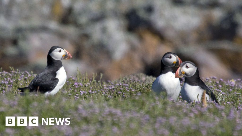 Alderney puffin webcams turned back on for spring - BBC News