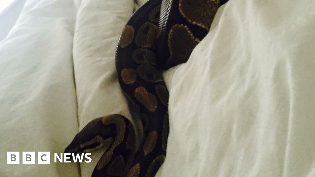 Police appeal after St Helens Royal Python goes missing - BBC News