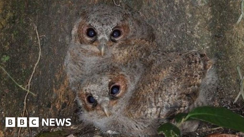 £1,000 reward for missing owl chicks in Hong Kong - BBC News