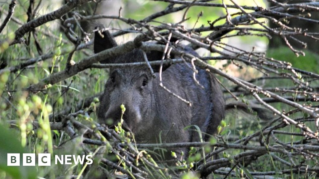 Forest of Dean: People learning to live alongside boars