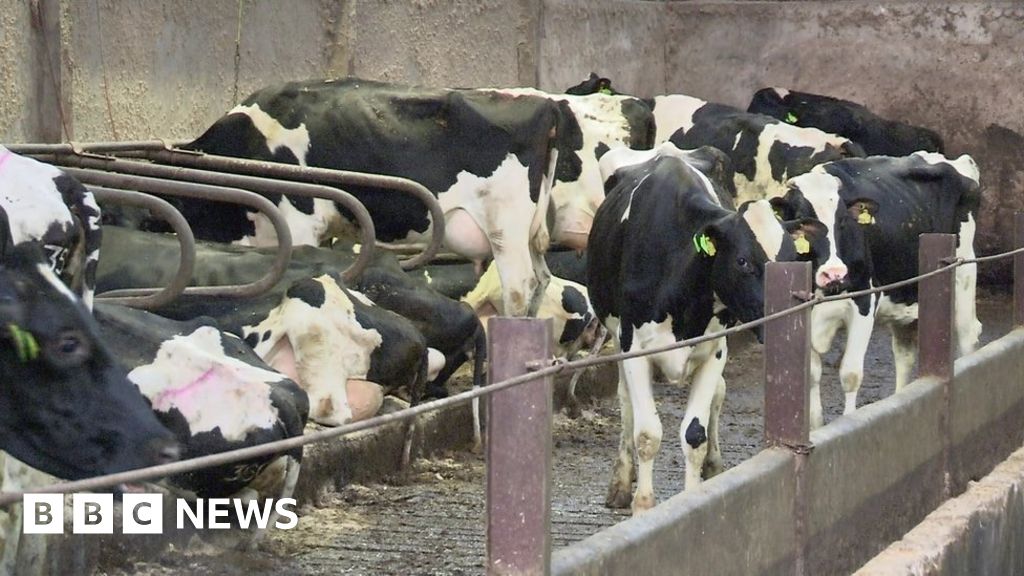 Bovine TB: The devastating impact on Northern Ireland herds - BBC News