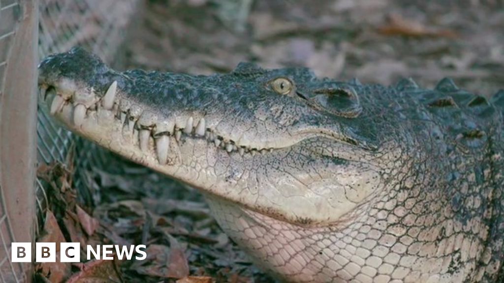 East Timor crocodile farm angers locals - BBC News