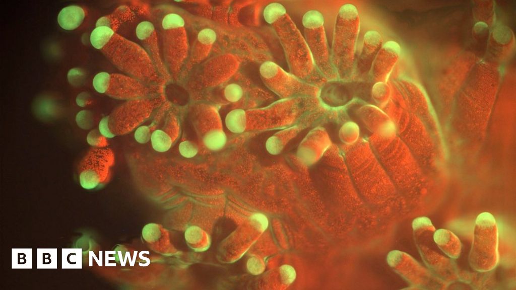Microscope observes life of the ocean floor - BBC News