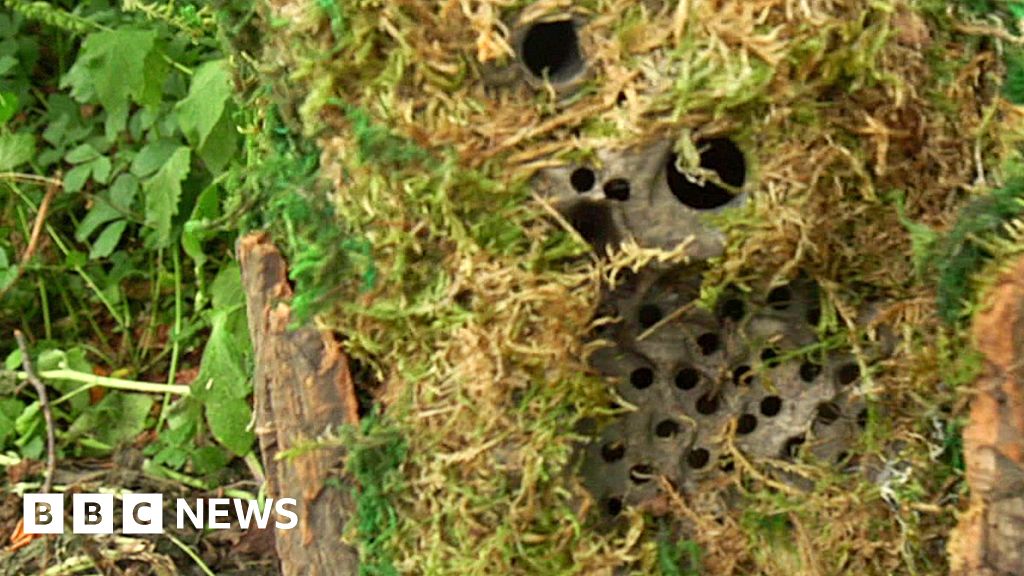 How an anti-poaching camera works - BBC News