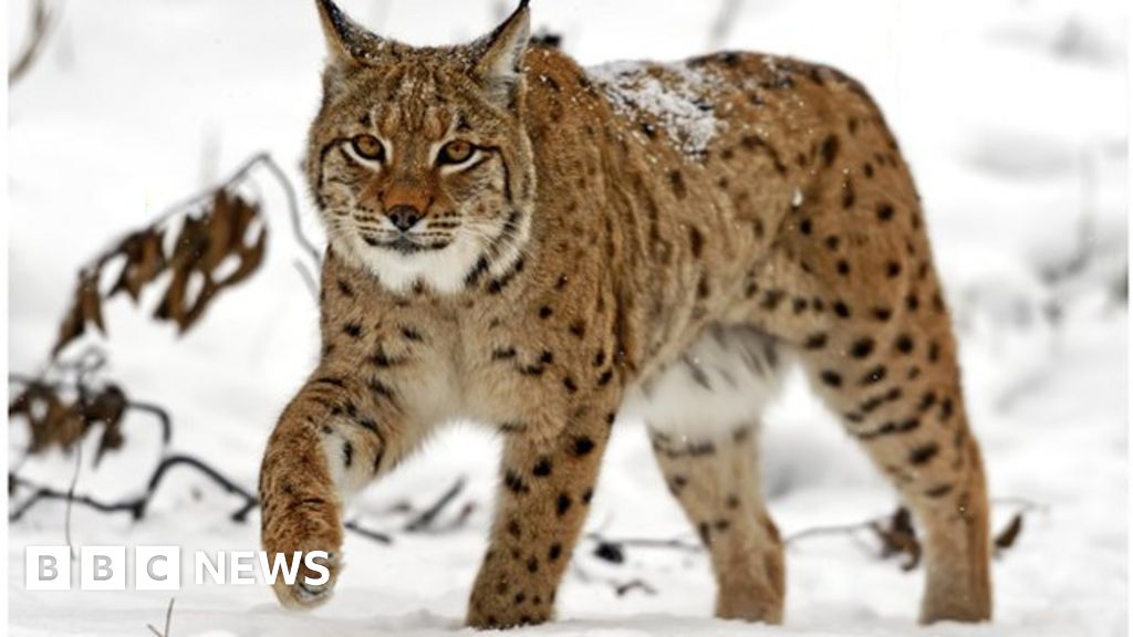 Call for lynx and wolf reintroduction - BBC News