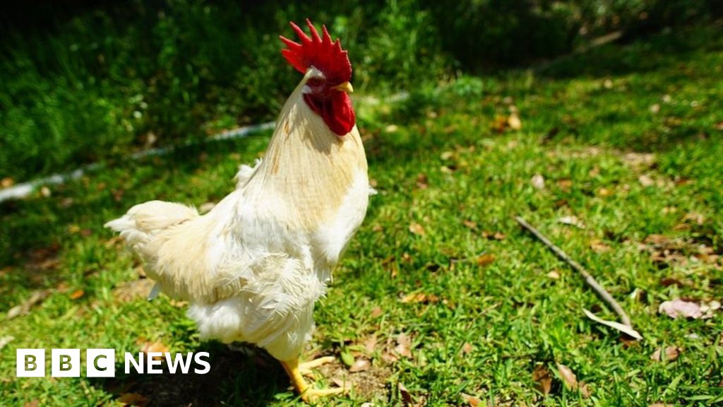 'Lucky chicken' finds fame in Japan - BBC News