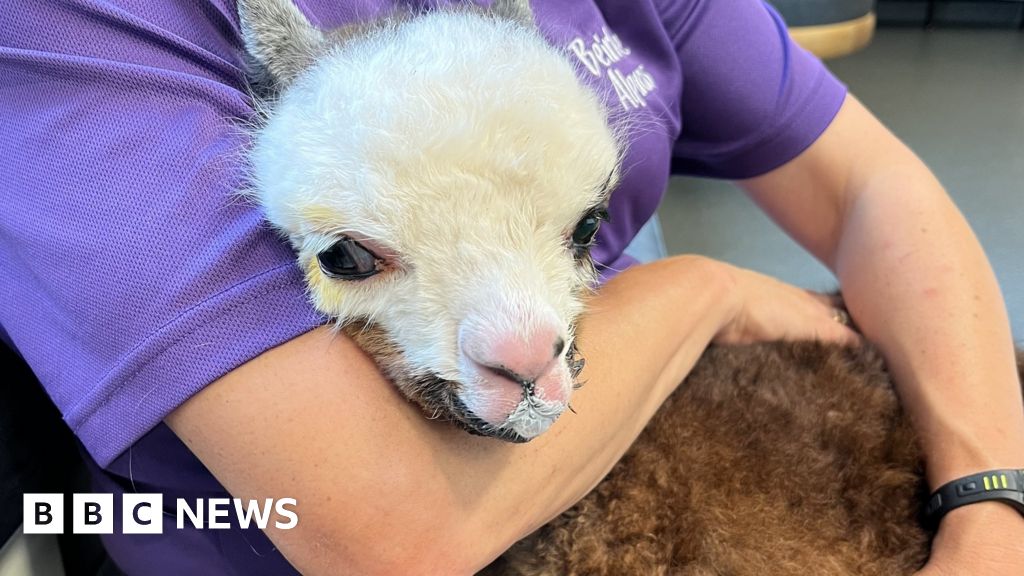 Baby alpaca saved by emergency plasma transfusion - BBC News