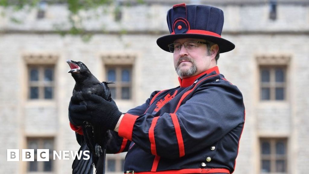 Tower of London: 'Adventurous' ravens have their wings clipped
