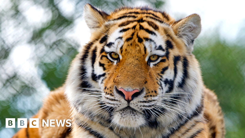 Colchester Zoo plans to become charitable trust and expand habitats ...