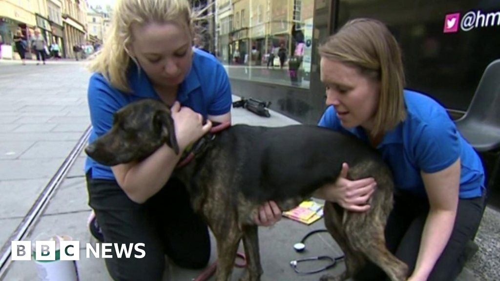 Volunteer Bath vets treat homeless pets on the street