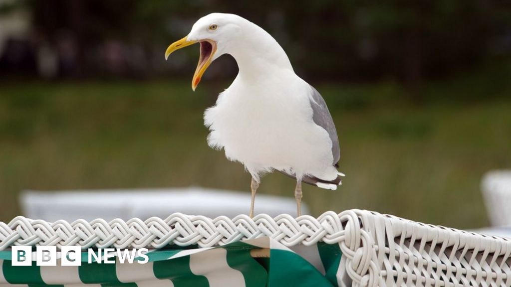 'Gull running' craze sweeps UK seaside towns from Whitby to Newquay ...