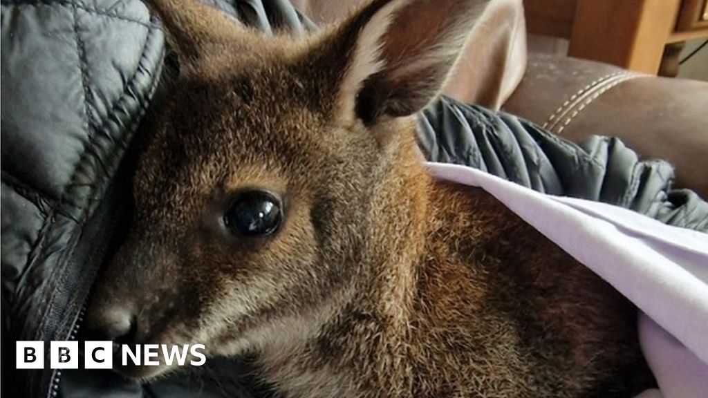 Police search for 'stolen' Walter the wallaby - BBC News