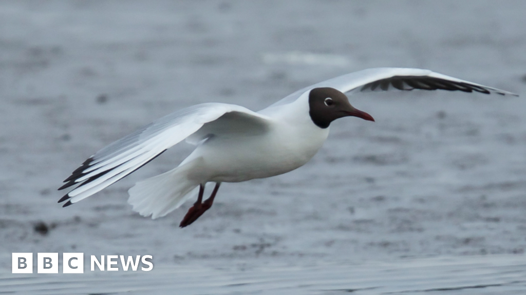 Nottinghamshire bird flu warning after gull deaths - BBC News