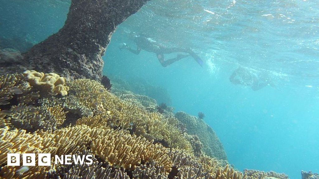 Indonesia coral: Divers show damage after ship runs aground - BBC News