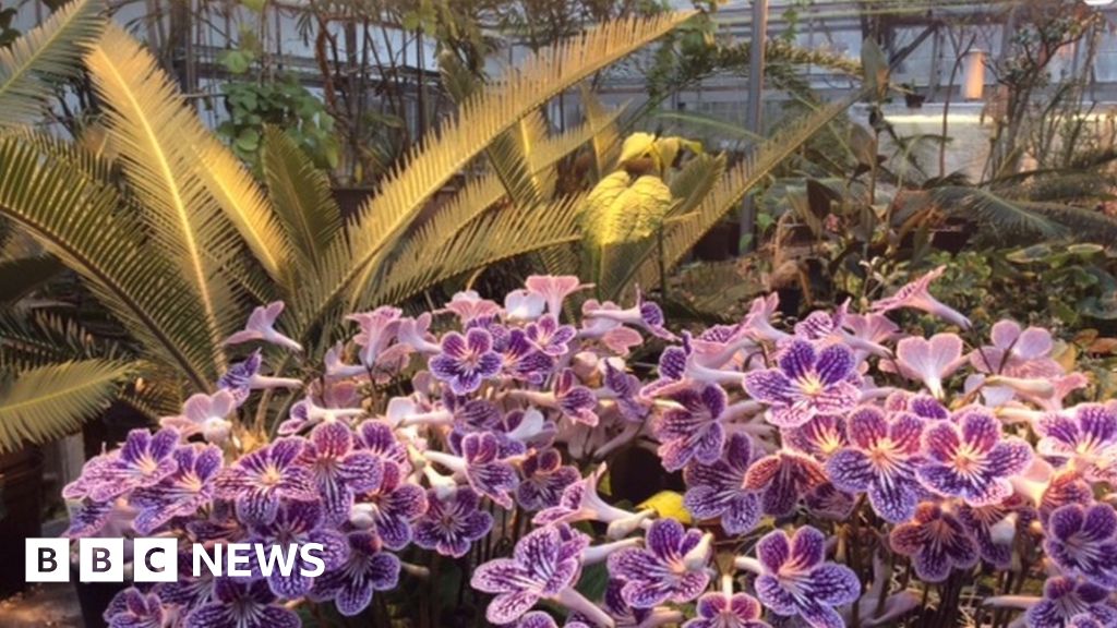 Rescue mission to save century-old plant collection