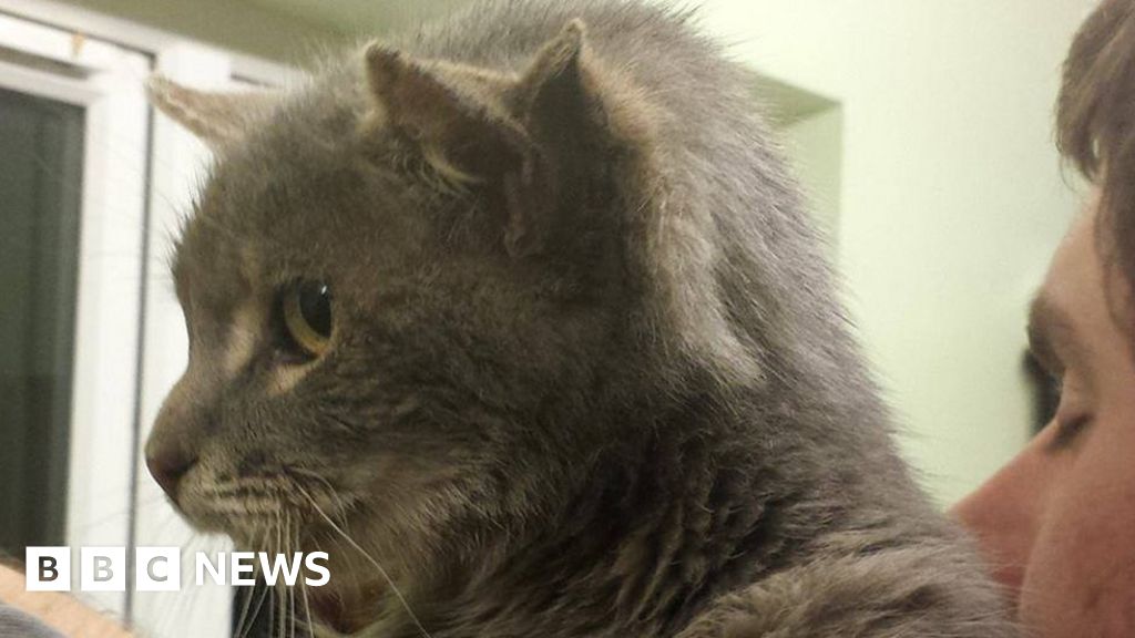 Three-eared 'Captain Kirk' cat found in Norfolk - BBC News