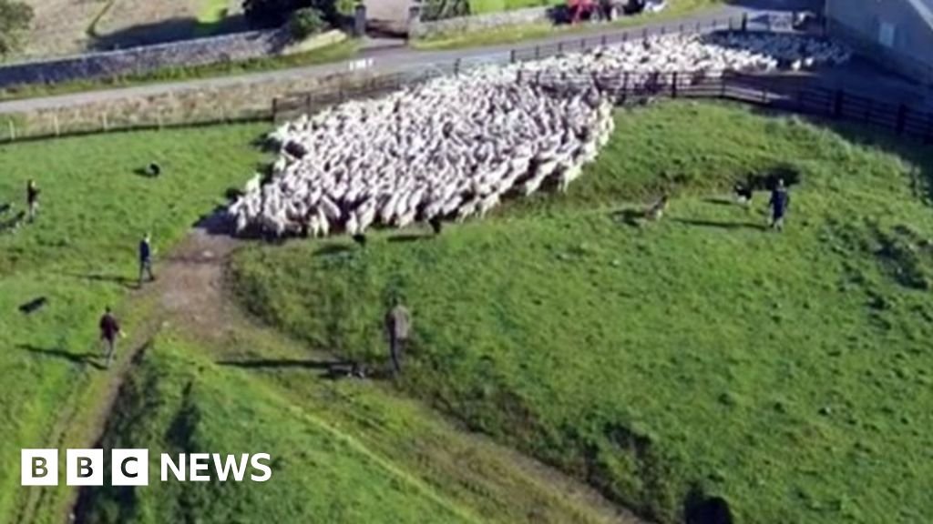 Sheep gather for 'Europe's biggest' sale - BBC News