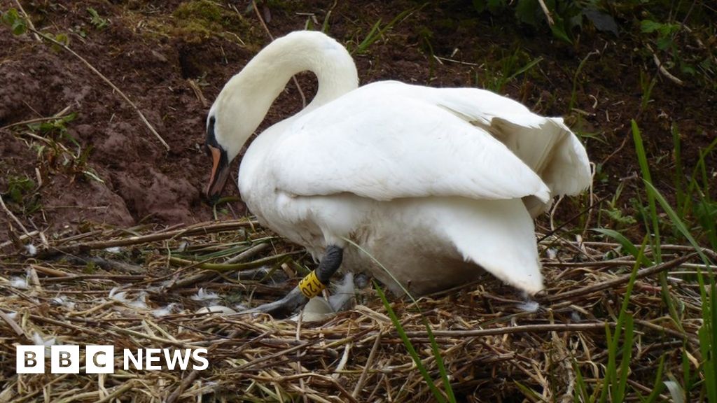 Countryfile swan shot dead as she lay on eggs on Chesterfield Canal ...