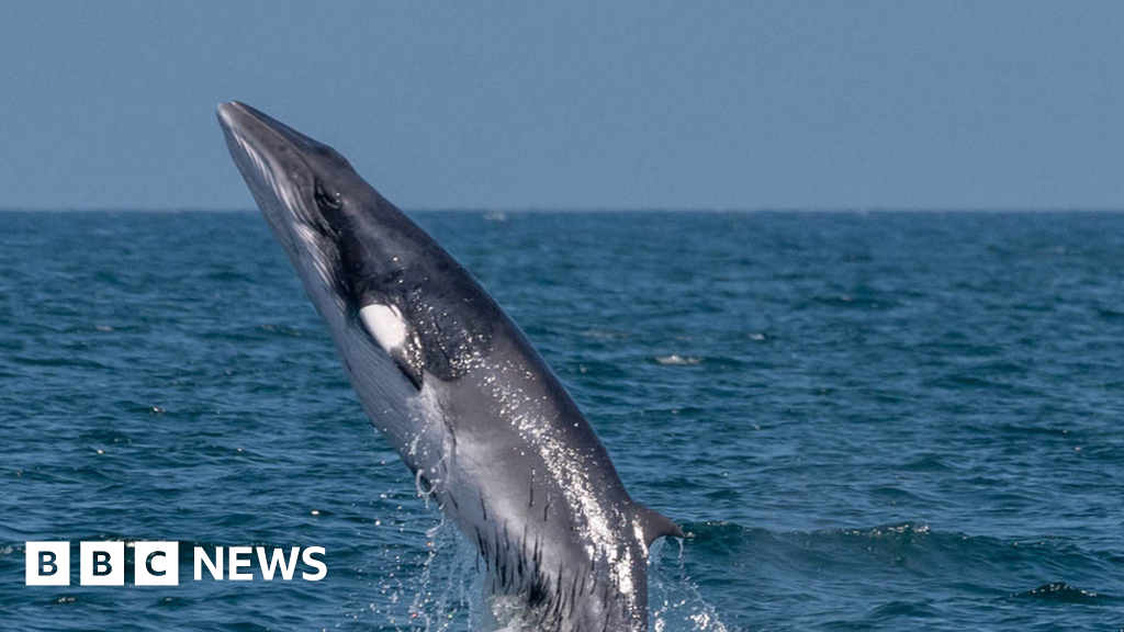 Minke whale seen leaping from water off Scarborough - BBC News