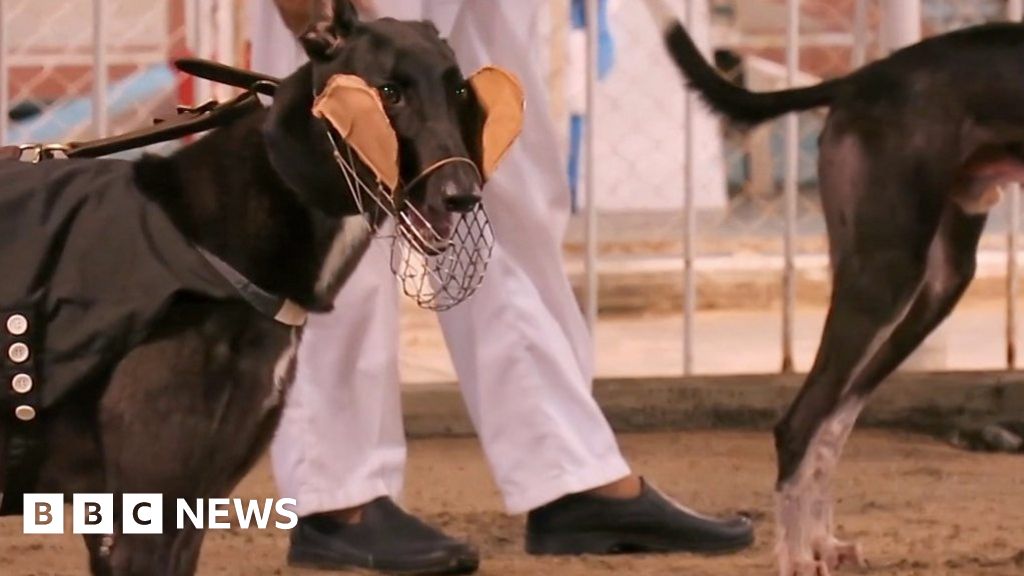 The 600 greyhounds left behind in Macau - BBC News
