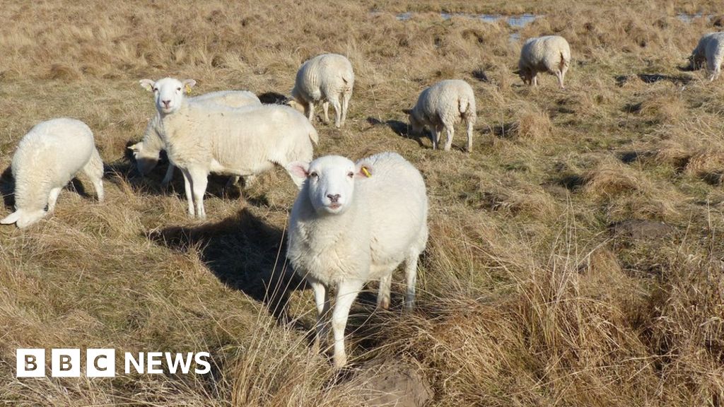 Dog owners warned following sheep death in East Lothian - BBC News