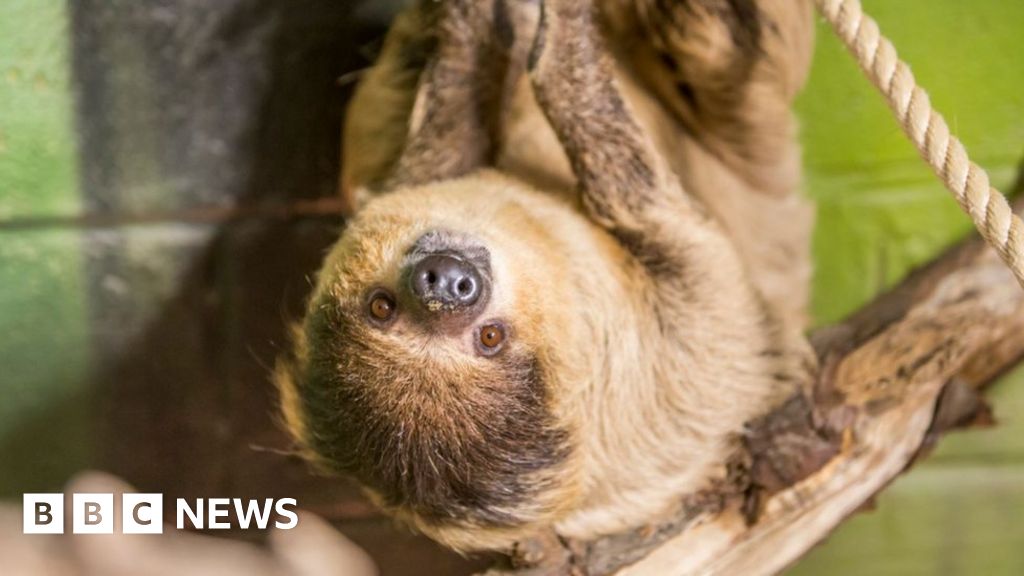 Sloth retirement home set up in Pembrokeshire - BBC News