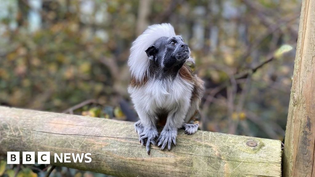 Lakeland Wildlife Oasis: Breeding hopes in zoo's road trip