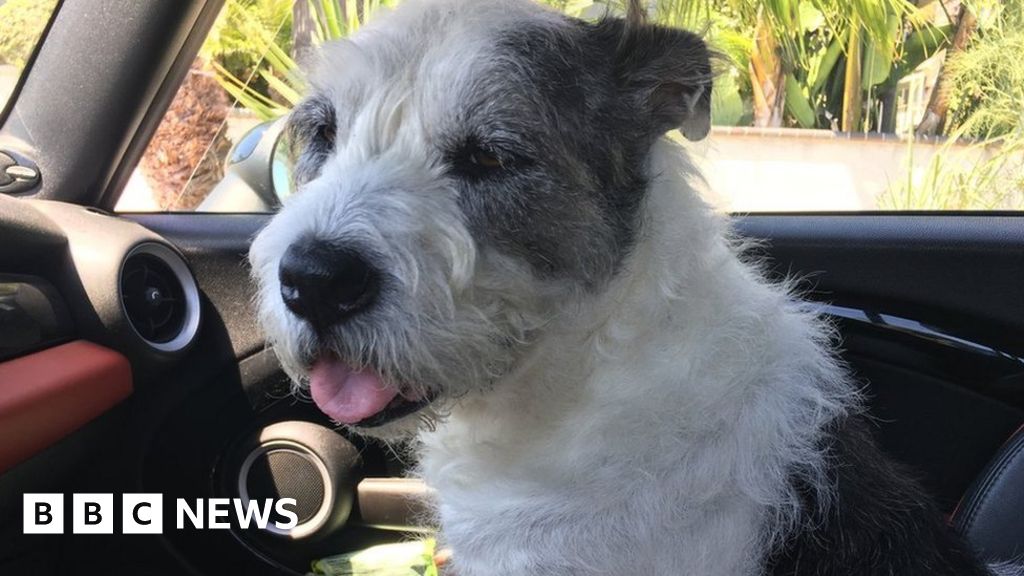 Pot for pets: Could medical marijuana help your dog? - BBC News