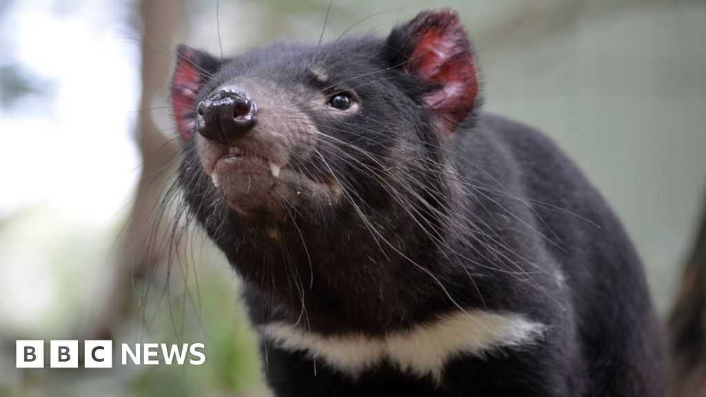 Tasmanian devil DNA shows signs of cancer fightback - BBC News