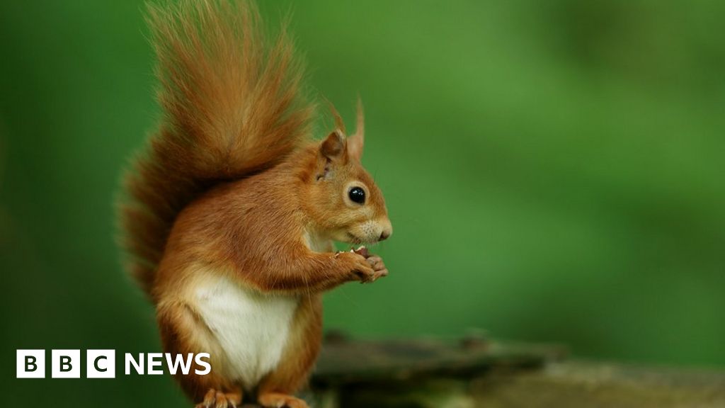 Red squirrels 'may have introduced' leprosy to Britain