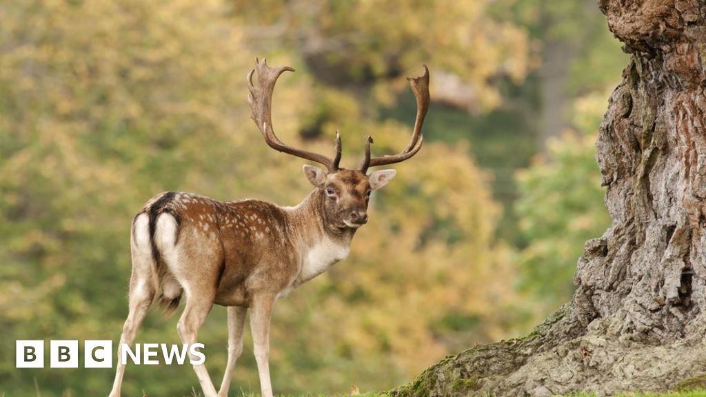 The NI deer population are 'sensitive creatures, easily spooked' - BBC News