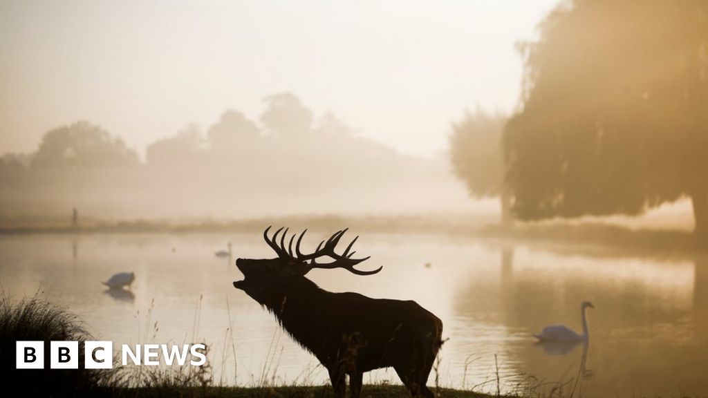 Deer attack: Girl, 7, gored by stag in London's Bushy Park